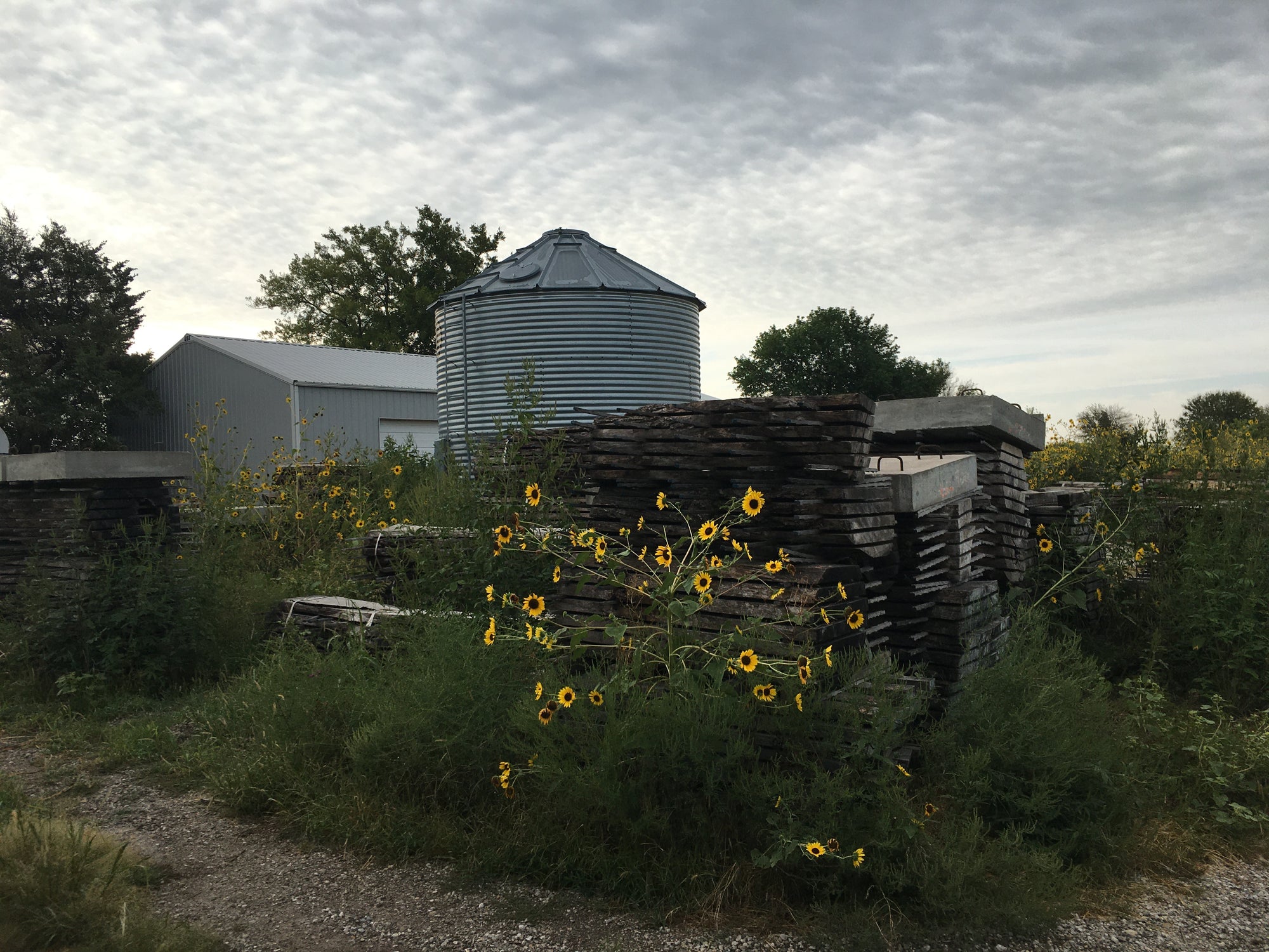 Our Story – Shelterbelt38